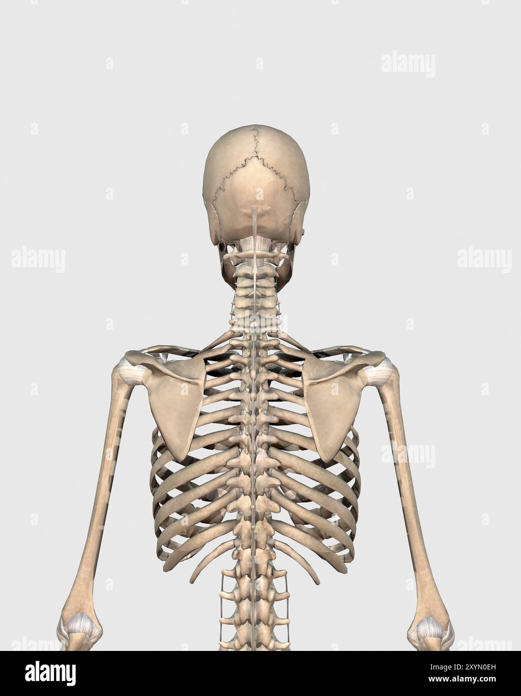 Human skeletal system back hi-res stock photography and images - Alamy