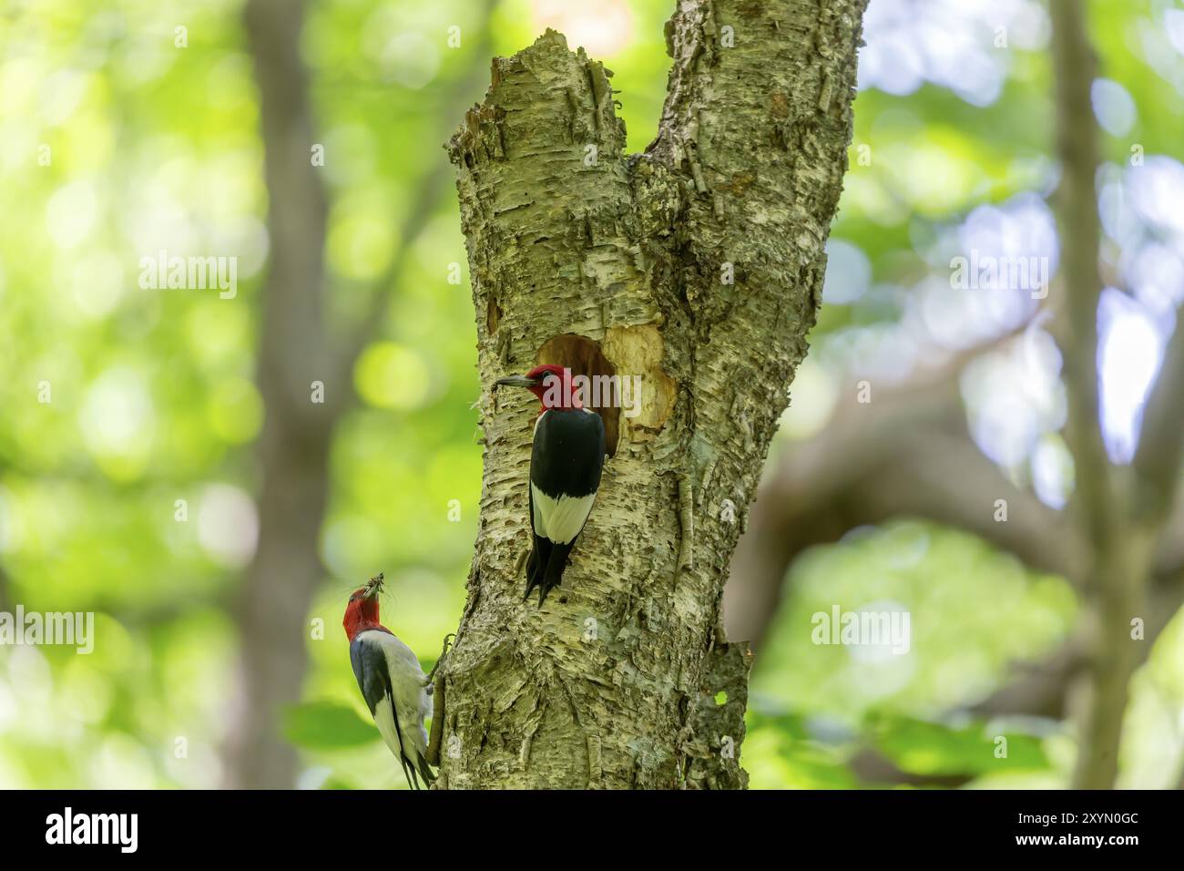 Natural scene from Wisconsin state park Stock Photo - Alamy