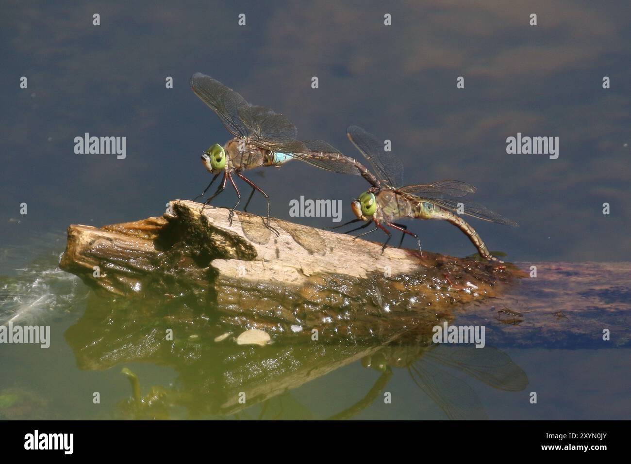 Lesser Emperor Dragonfly pair ovipositing - Anax parthenope Stock Photo ...