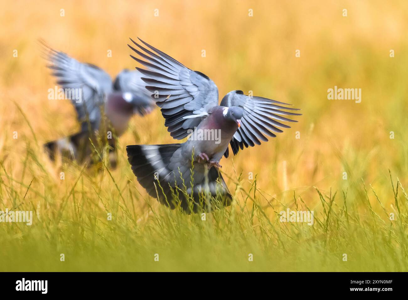 wood pigeon, common wood pigeon (Columba palumbus), two common wood ...