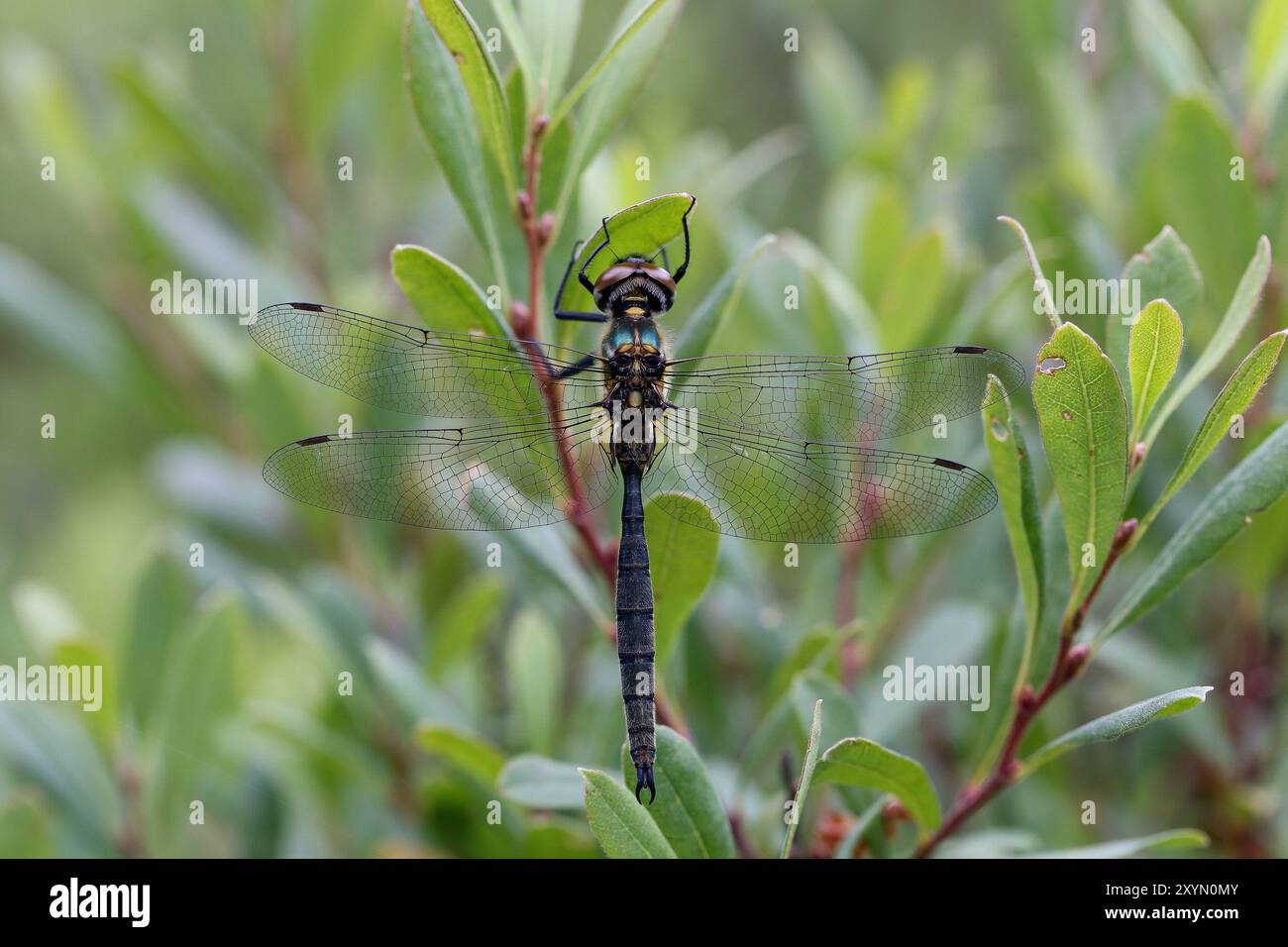 Northern emerald scotland hi-res stock photography and images - Alamy