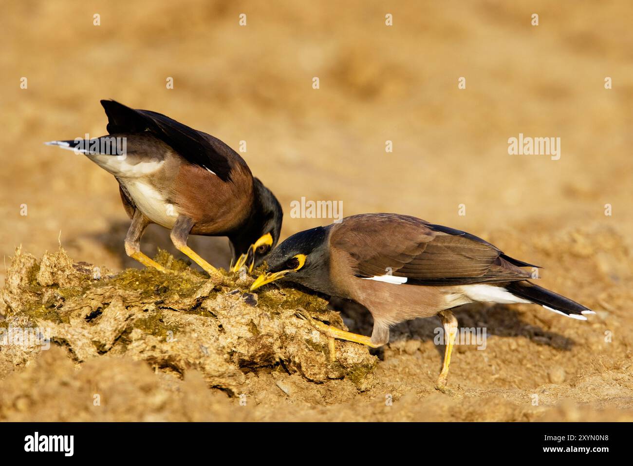 Two common myna bird hi-res stock photography and images - Alamy