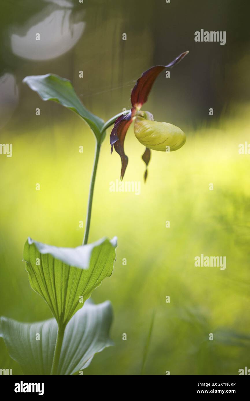 The yellow lady's slipper orchid in Hersbrucker Schweiz Stock Photo - Alamy