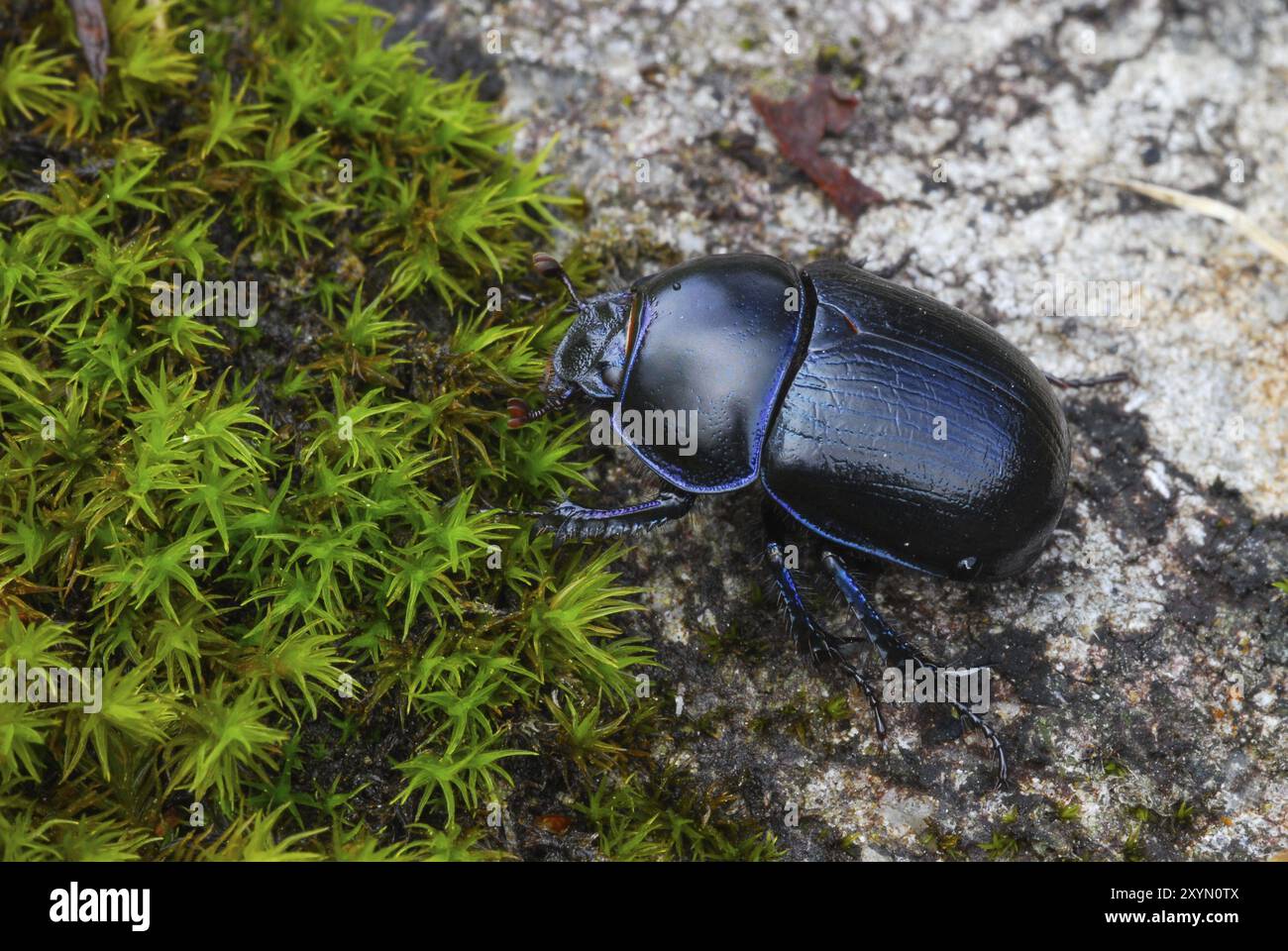 Dung ecosystem hi-res stock photography and images - Alamy