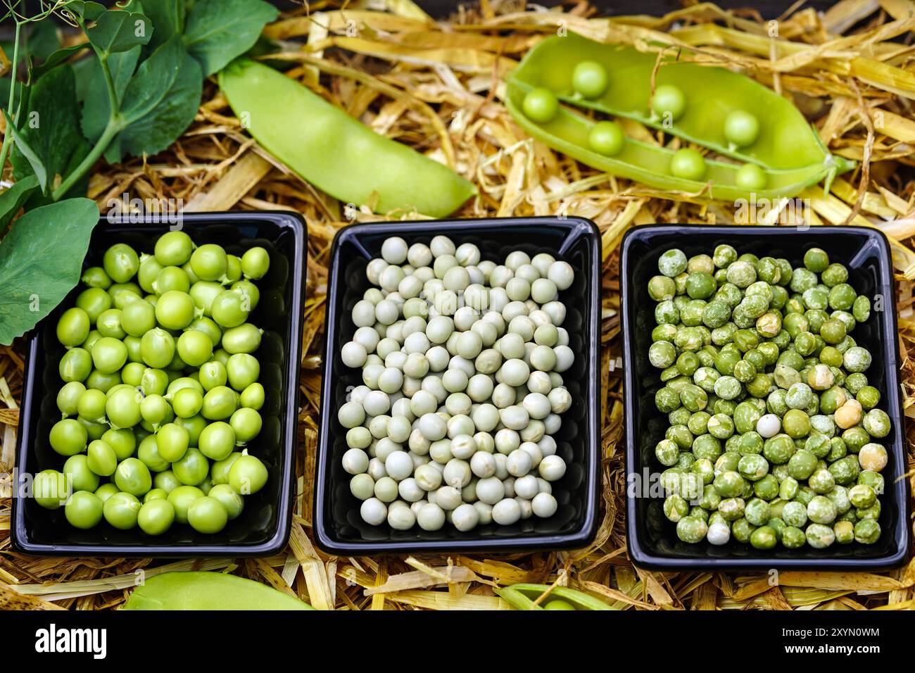 garden pea (Pisum sativum), Pea plant, opened pea pods and different ...