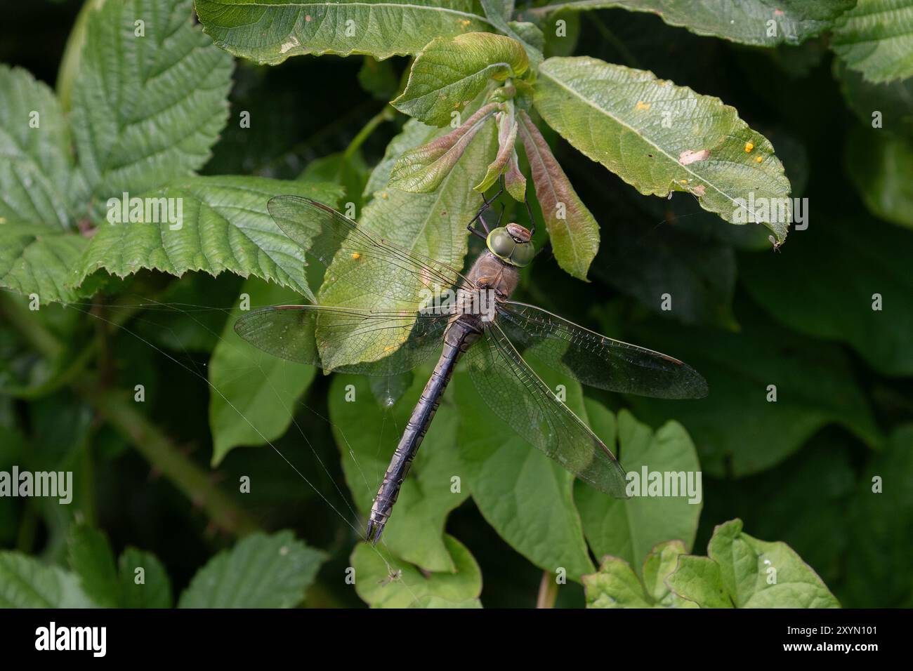 Lesser Emperor Dragonfly female drab form - Anax parthenope Stock Photo ...