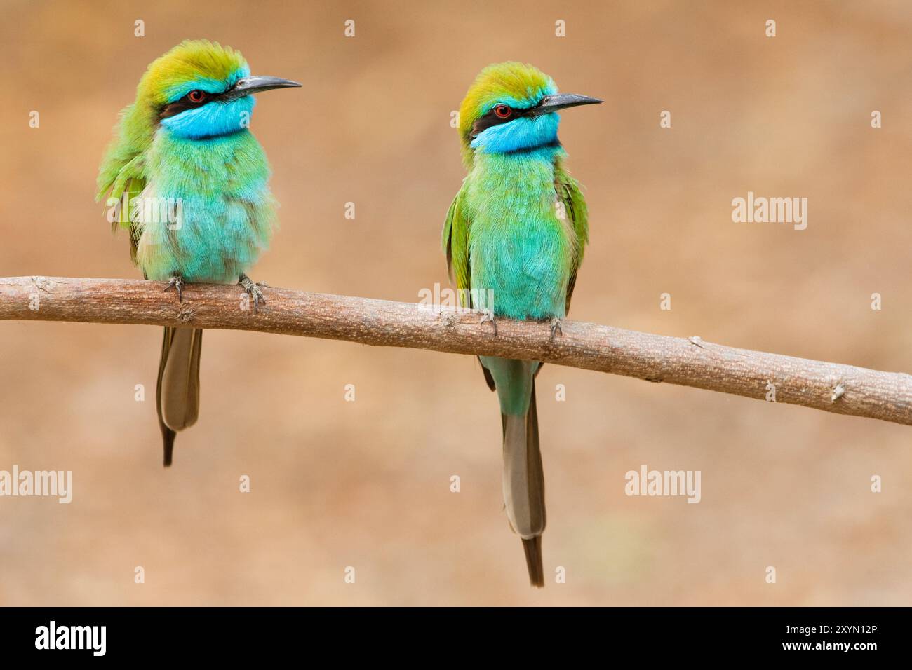 Little green bee eater (Merops orientalis cyanophrys, Merops cyanophrys ...