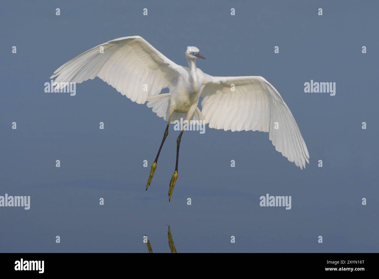 little egret (Egretta garzetta), in flight, front view, Italy, Tuscany ...
