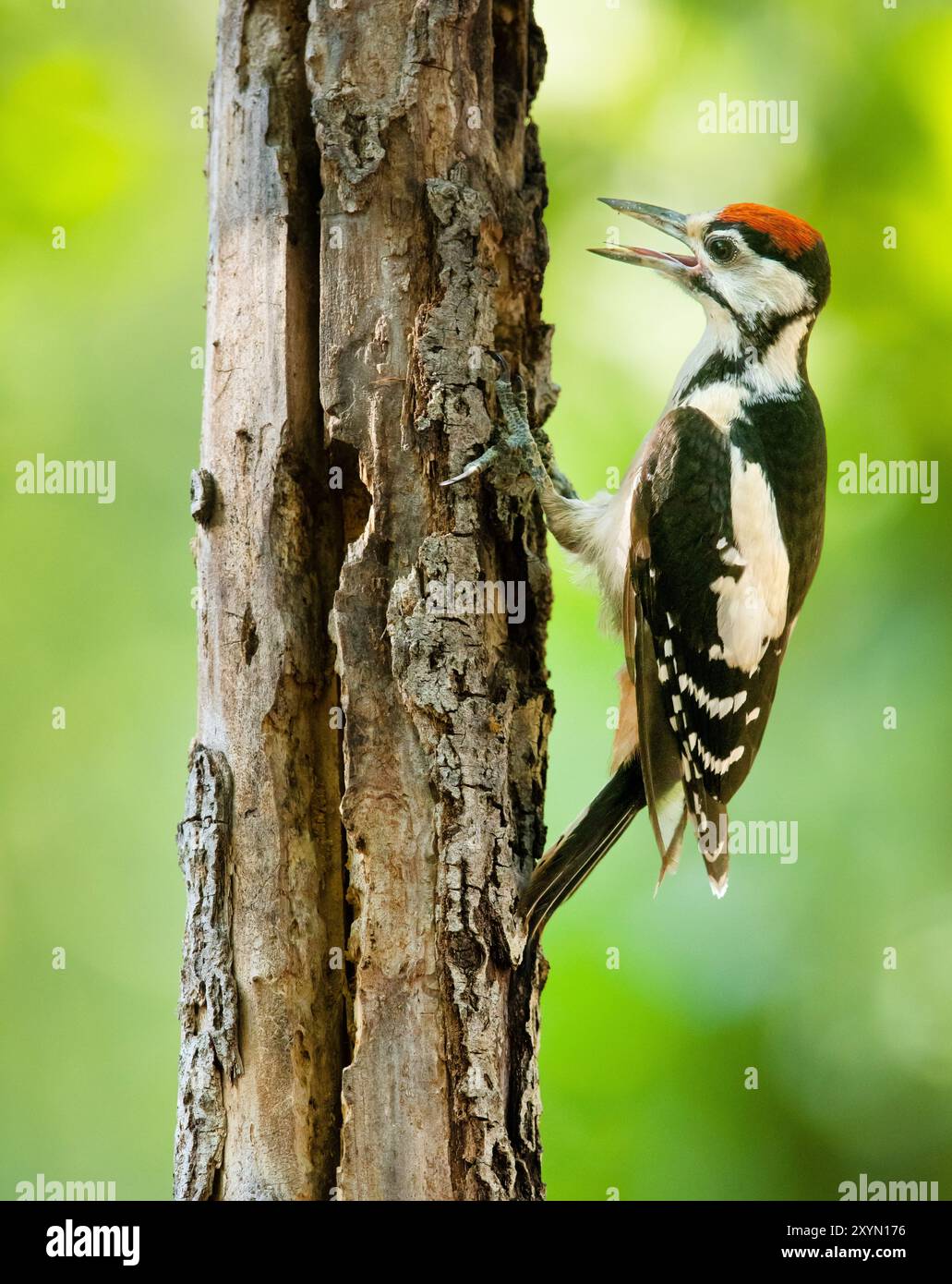 Species q major hi-res stock photography and images - Alamy