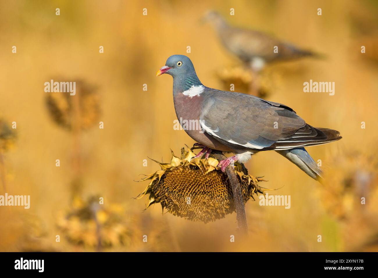 wood pigeon, common wood pigeon (Columba palumbus), perching on a faded ...