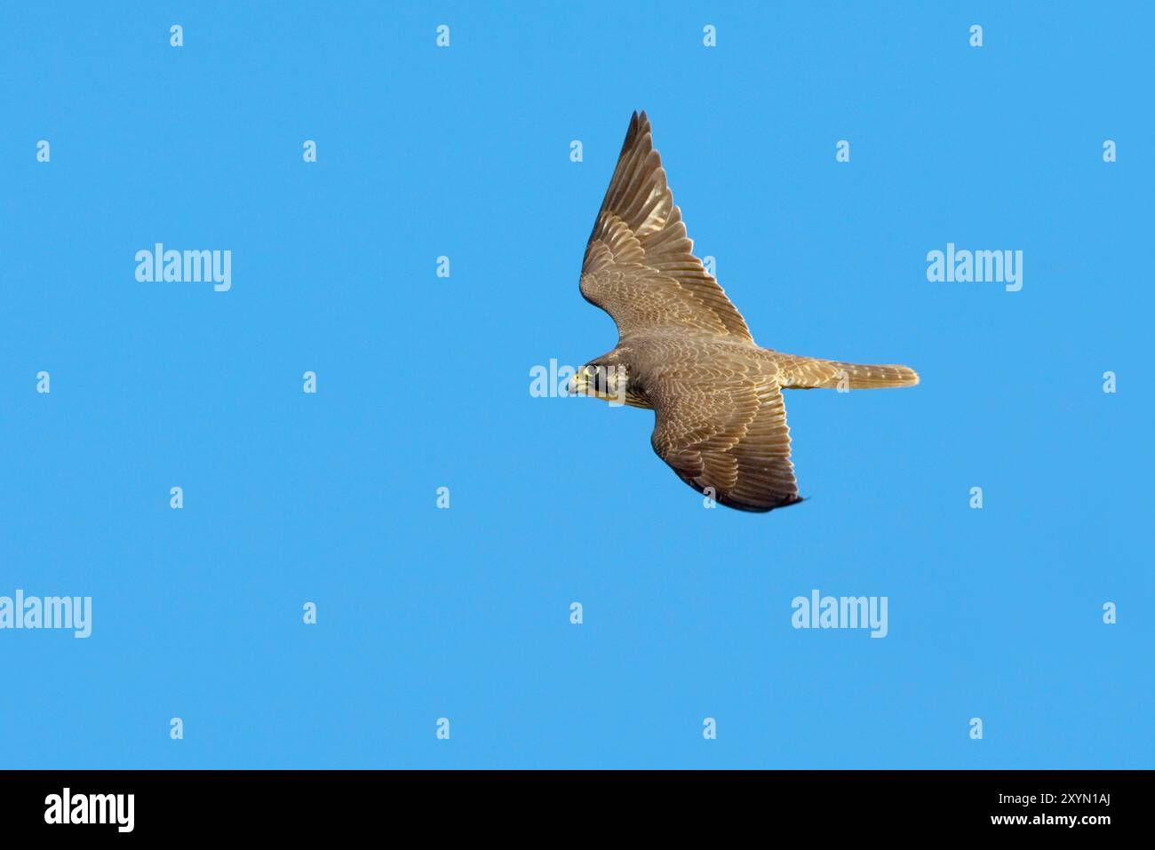 Falco peregrinos hi-res stock photography and images - Alamy