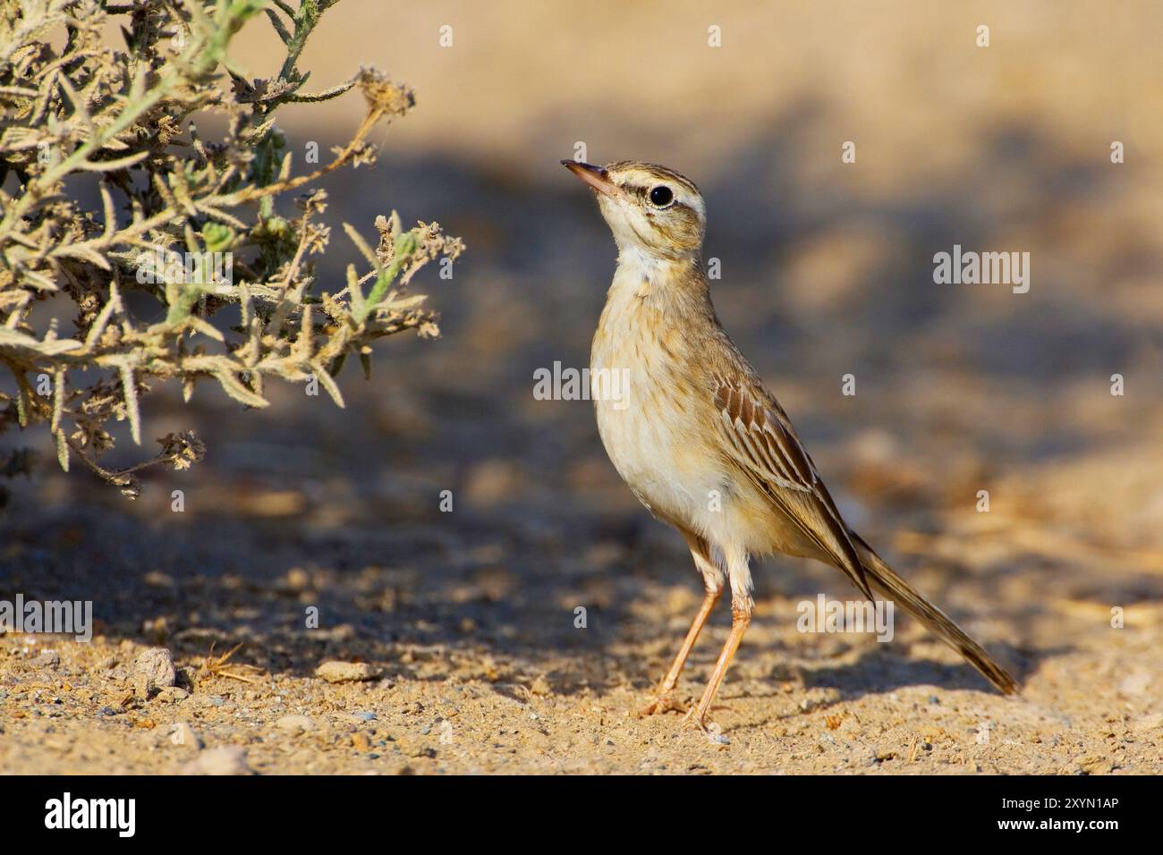 Tawny pitpit (Anthus campestris), sitting on the ground in semidesert ...