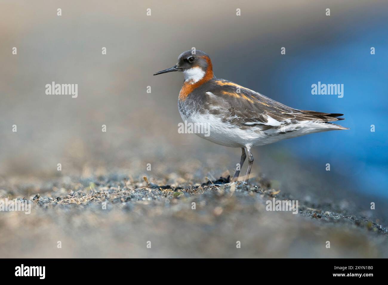 Hyperborean phalarope, Northern phalarope, Rednecked phalarope, Red ...