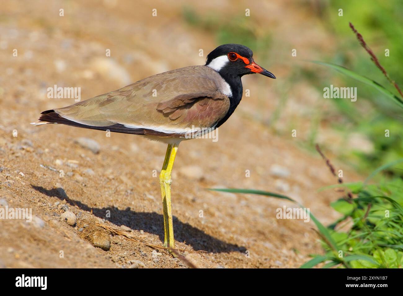 Red-wattled plover, Red-wattled lapwing (Hoplopterus indicus, Vanellus ...