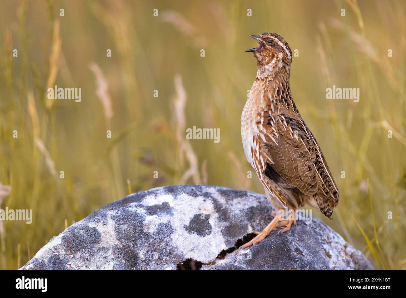 Singing quails hi-res stock photography and images - Alamy