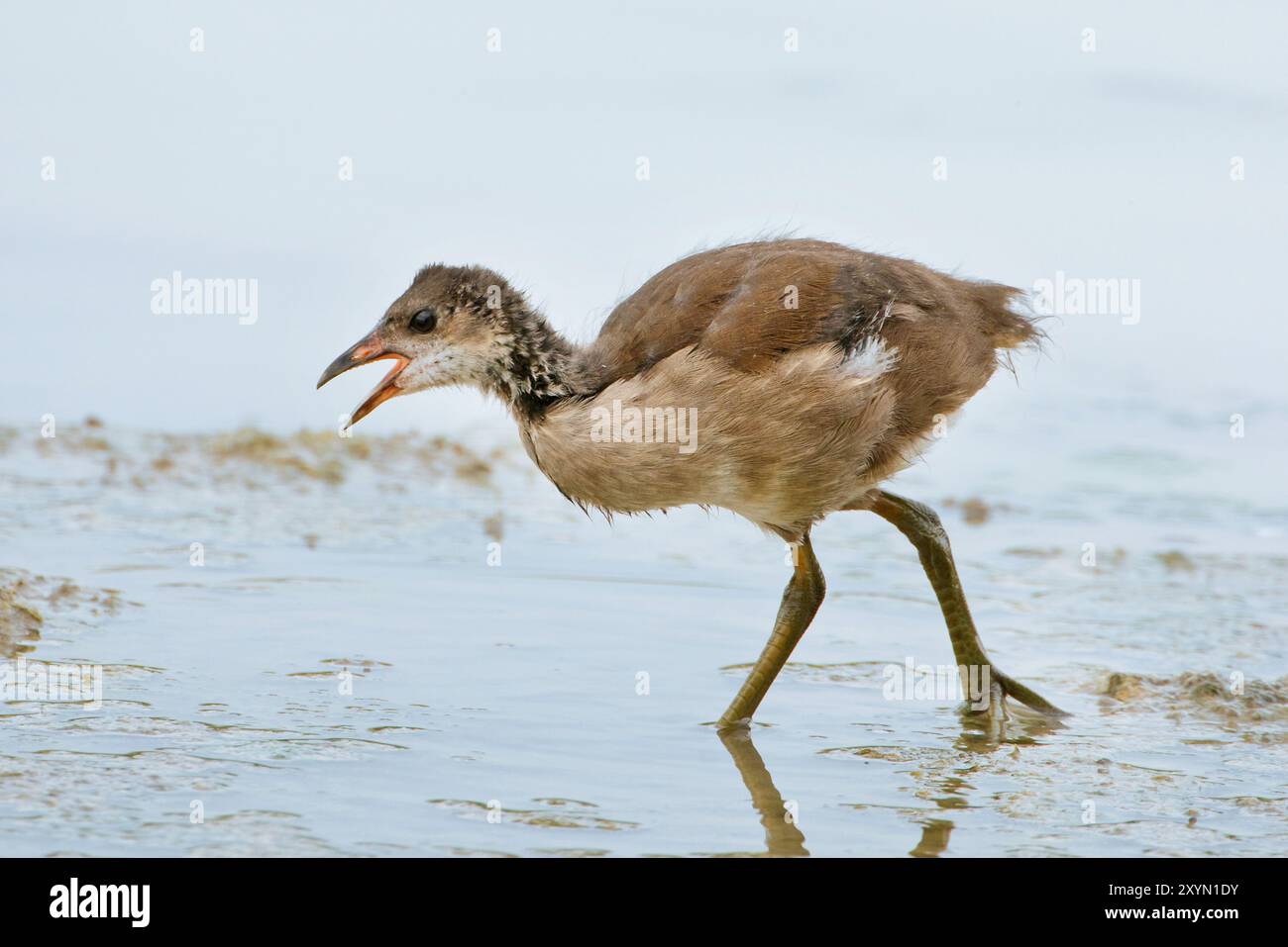 moorhen (Gallinula chloropus), calling young bird walking in shallow ...