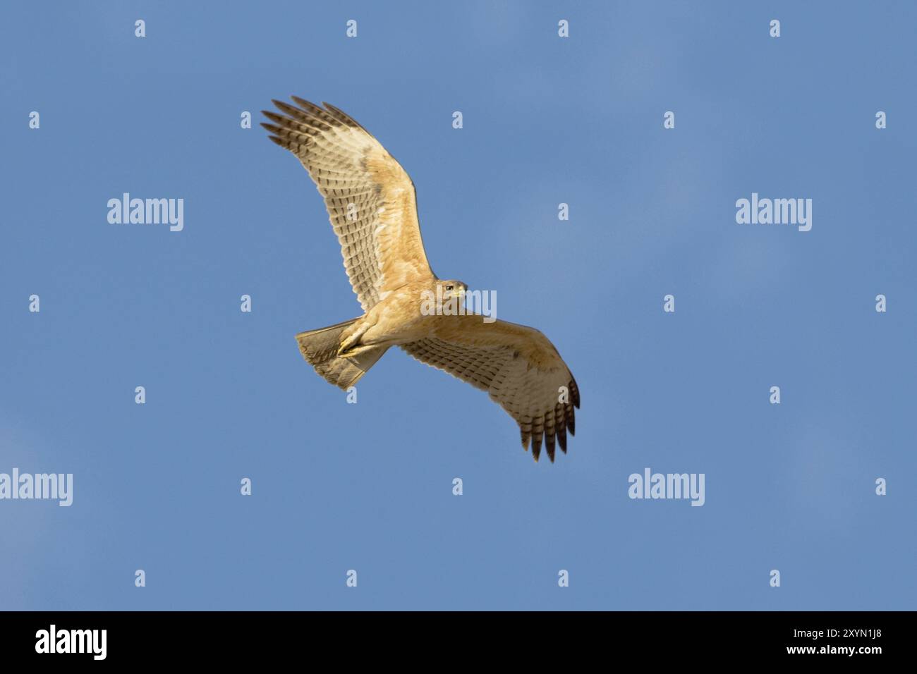 Bonellis eagle, Bonelli's Eagle (Hieraaetus fasciatus, Aquila fasciata ...