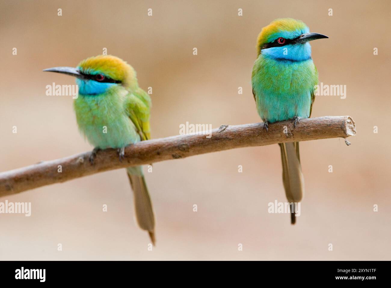 Little green bee eater (Merops orientalis cyanophrys, Merops cyanophrys ...