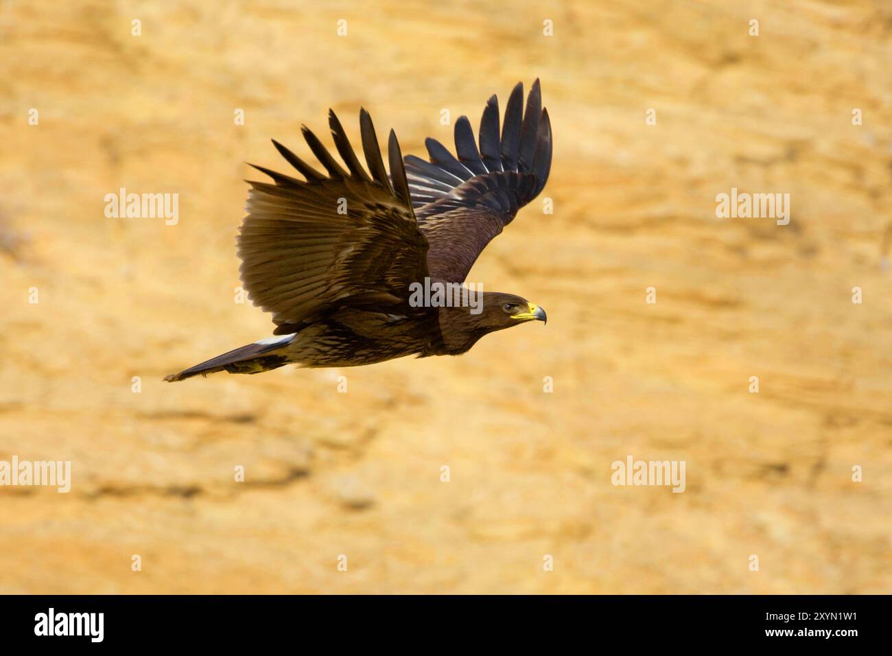 greater spotted eagle (Aquila clanga, Clanga clanga), juvenile in ...