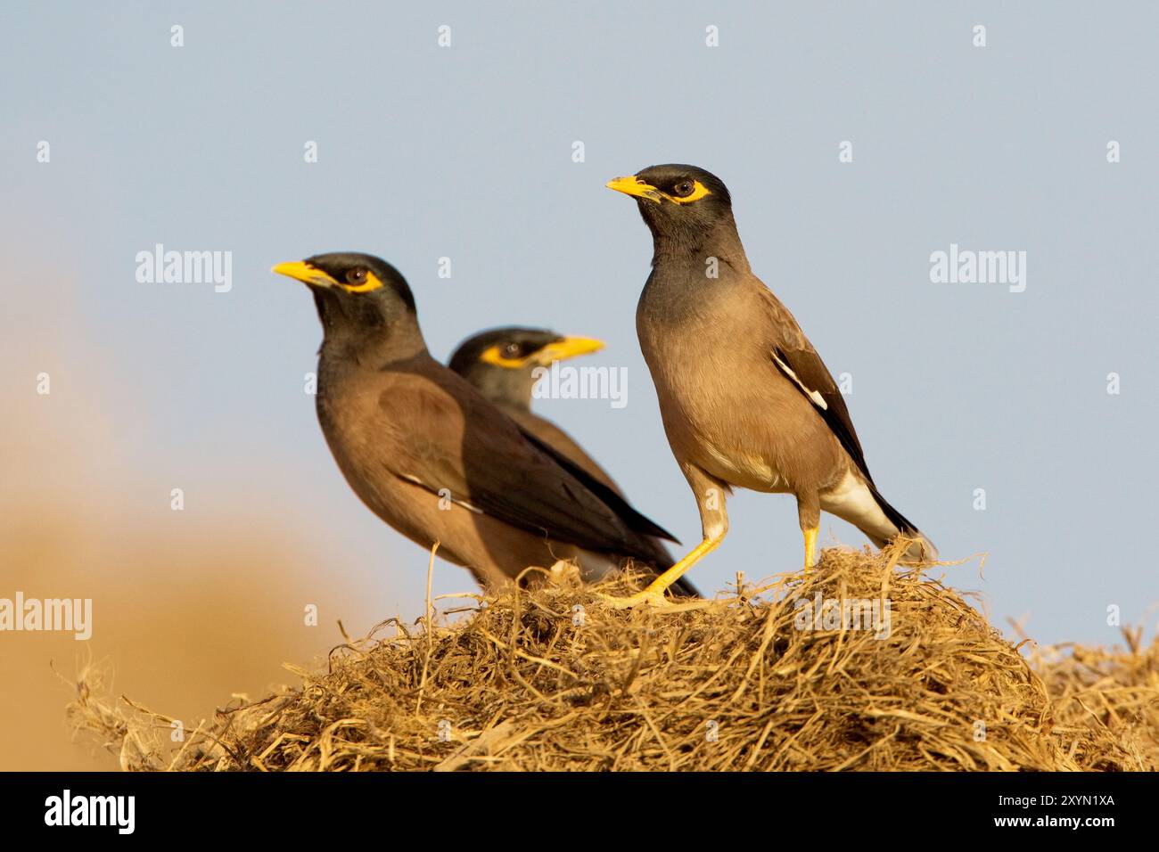 common mynah (Acridotheres tristis), sitting group, Oman, Sohar Stock ...