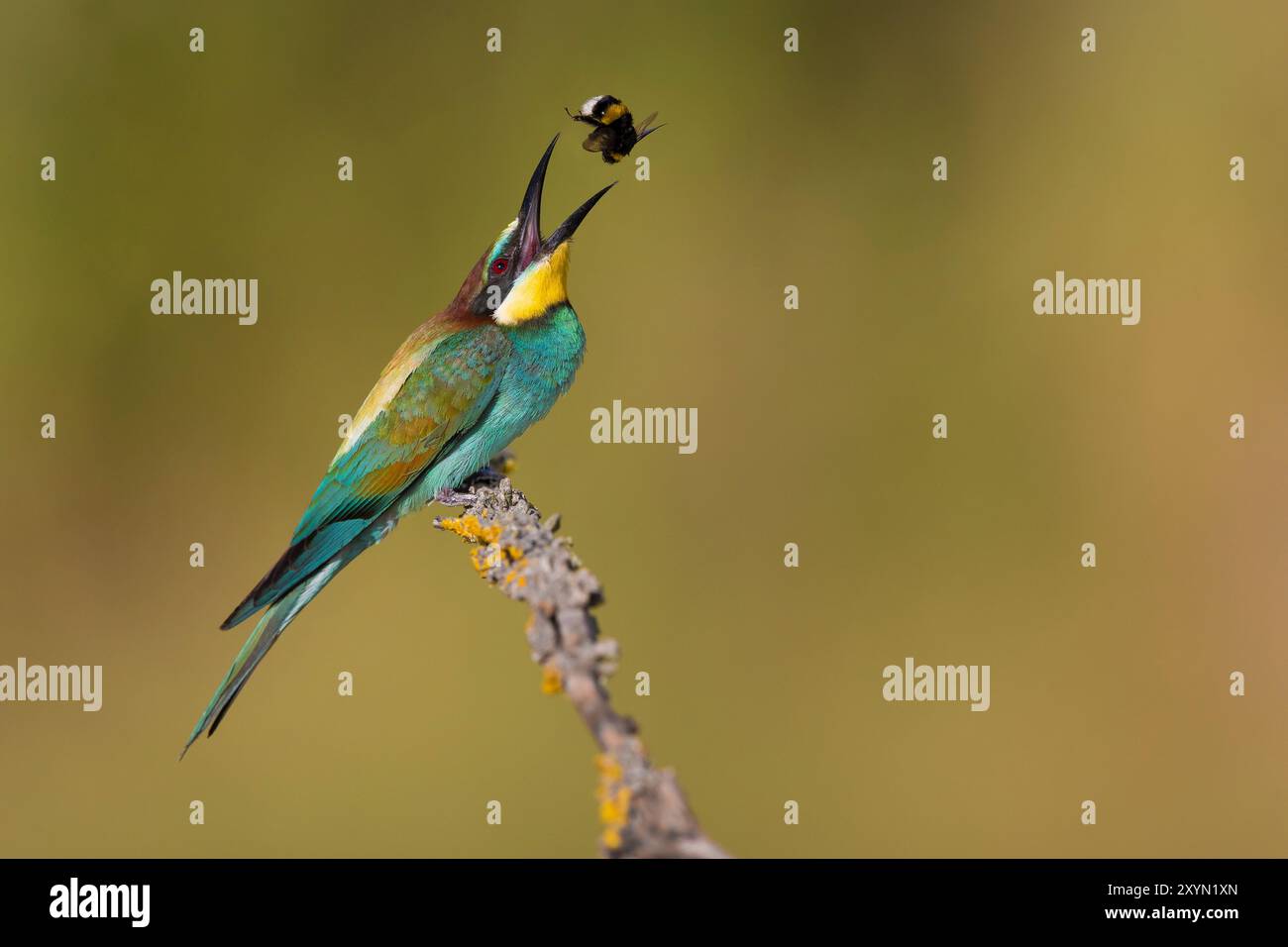 European bee eater (Merops apiaster), perches on a lichened branch and ...