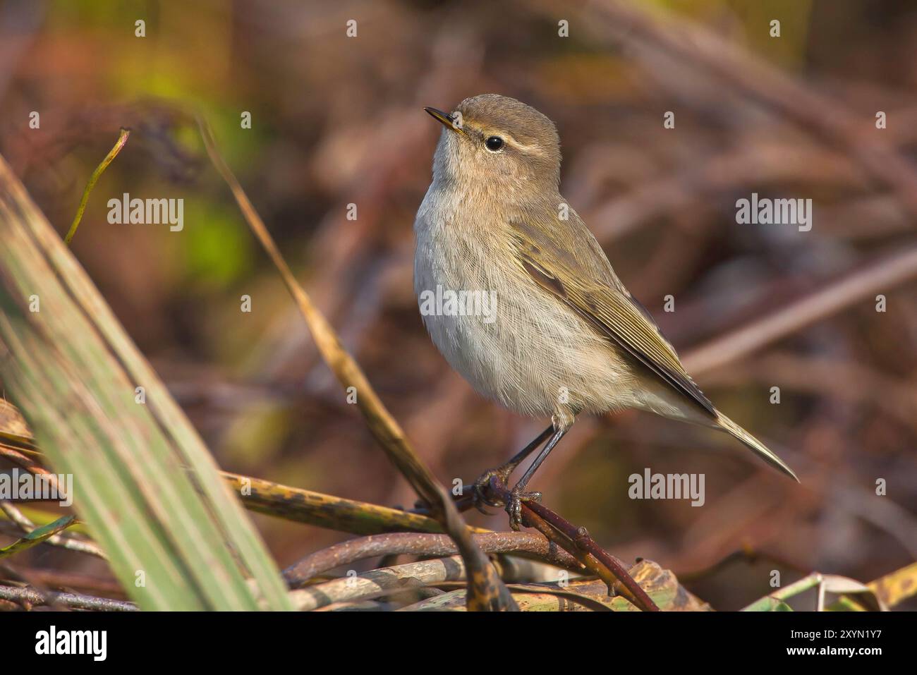 Siberian Chiffchaff (Phylloscopus collybita tristis, Phylloscopus ...
