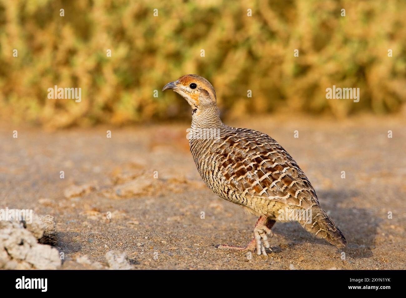 Indian grey francolin, Gray francolin, Gray partridge (Francolinus ...