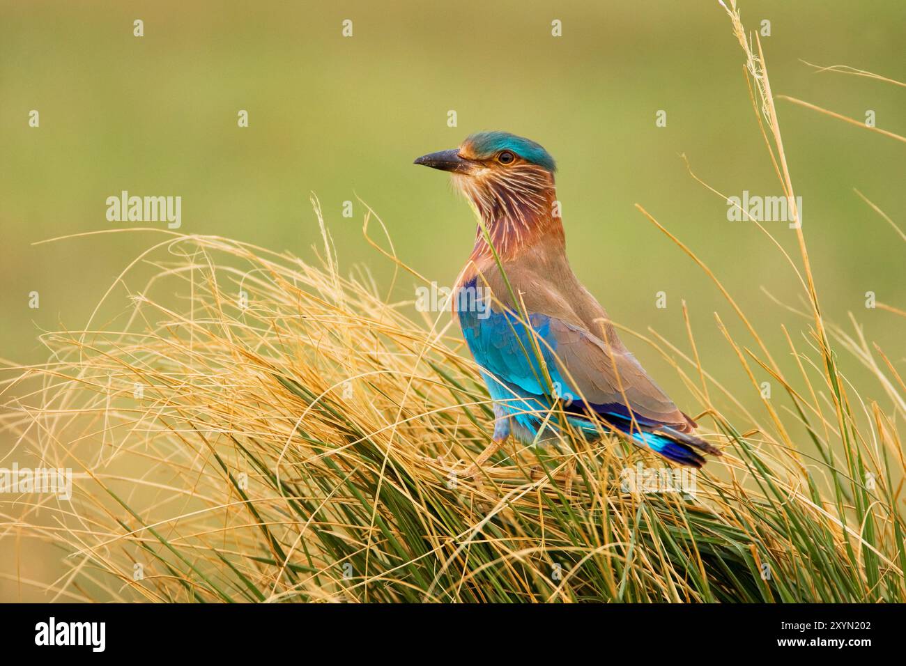 Sohar oman plant hi-res stock photography and images - Alamy