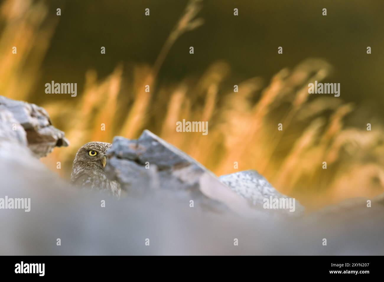 Peering out from behind rocks hi-res stock photography and images - Alamy