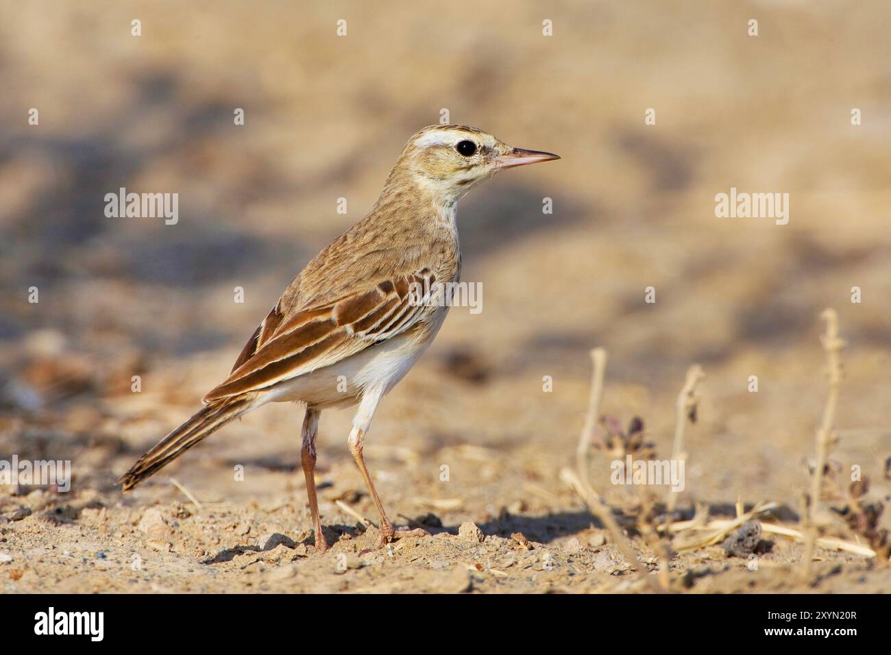 Tawny pitpit (Anthus campestris), sitting on the ground in semidesert ...
