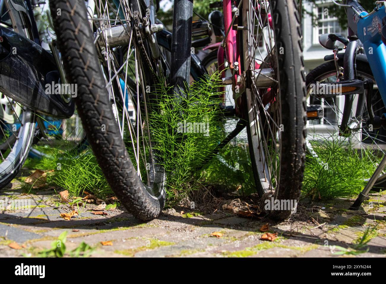field horsetail (Equisetum arvense), as a weed in a bicycle parking lot ...