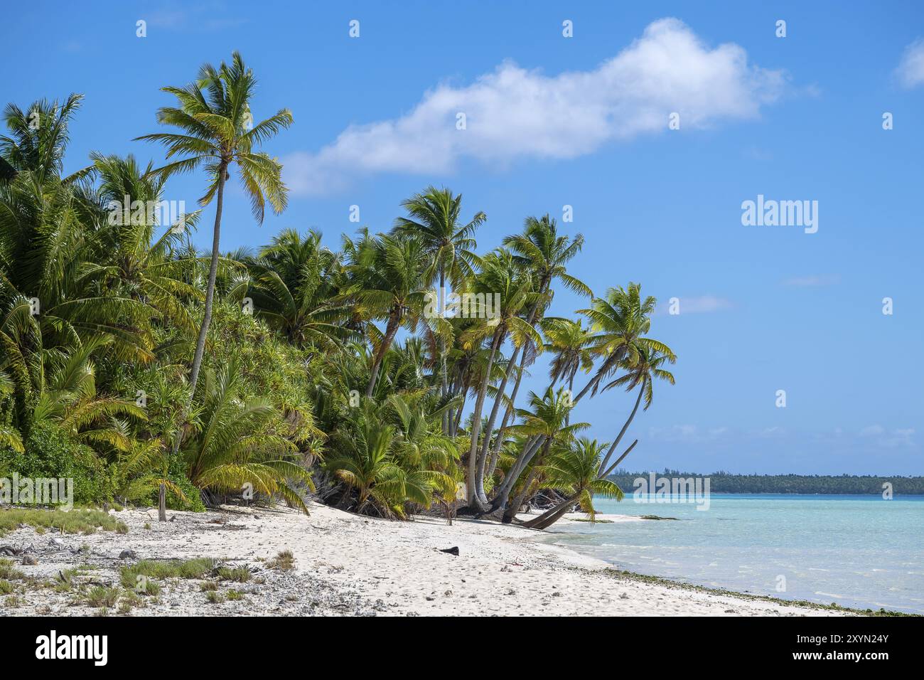 Coconut palm (Cocos nucifera), coconut forest in front of lagoon ...