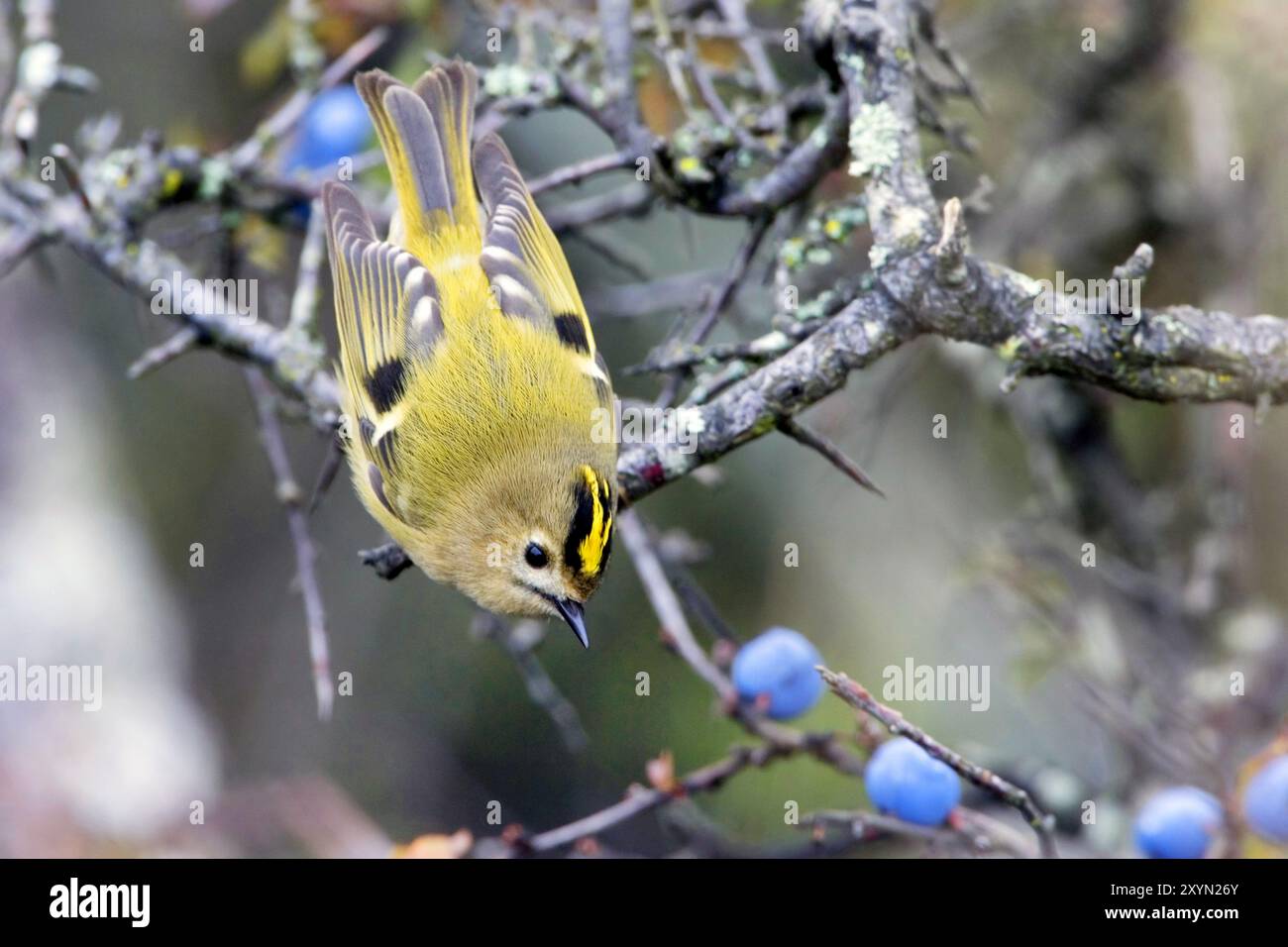 Goldcrest in bush hi-res stock photography and images - Alamy