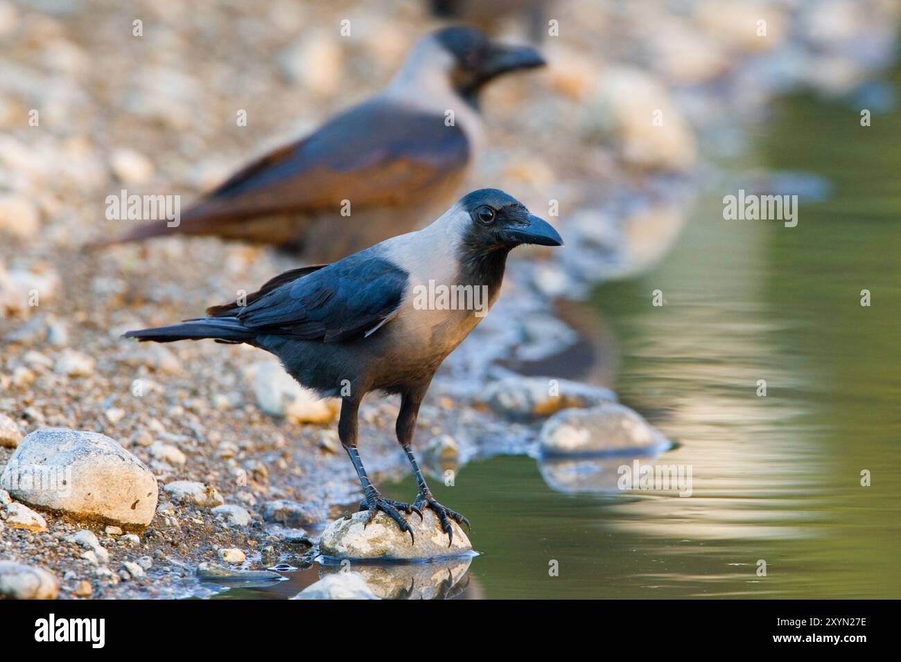 house crow (Corvus splendens), drinking from a pond, Oman, Sohar Stock ...