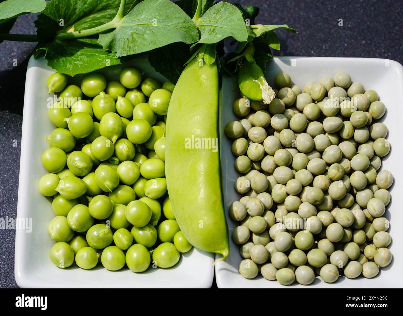 garden pea (Pisum sativum), Pea plant, opened pea pods and different ...