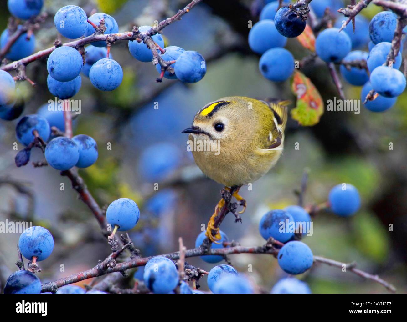 Goldcrest fruit hi-res stock photography and images - Alamy