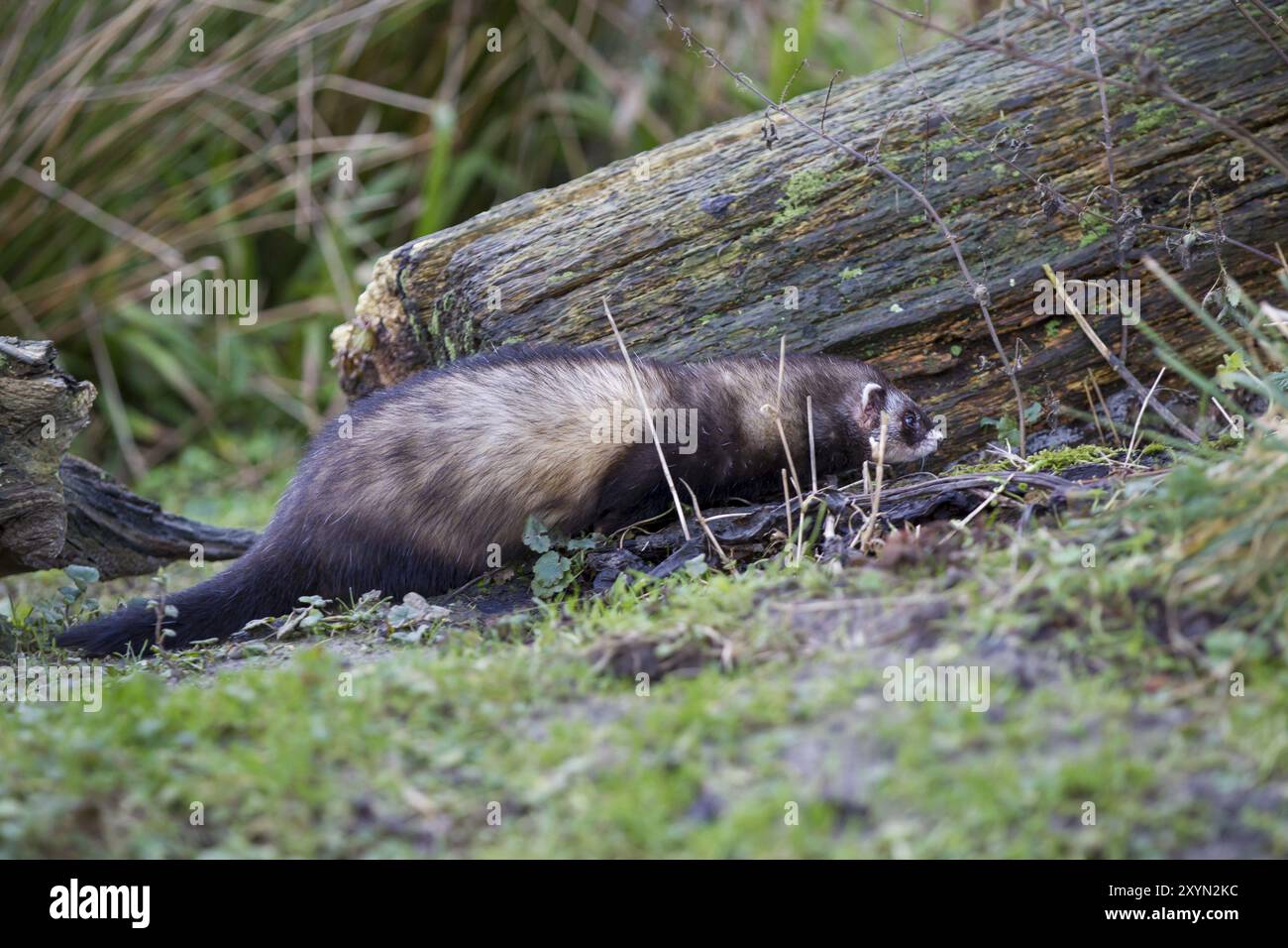 European polecat, Mustela putorius, Polecat Stock Photo - Alamy