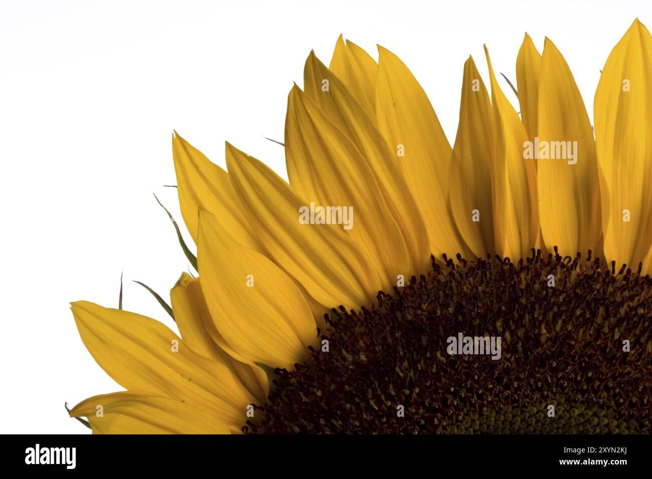 Sunflower on white background Stock Photo - Alamy