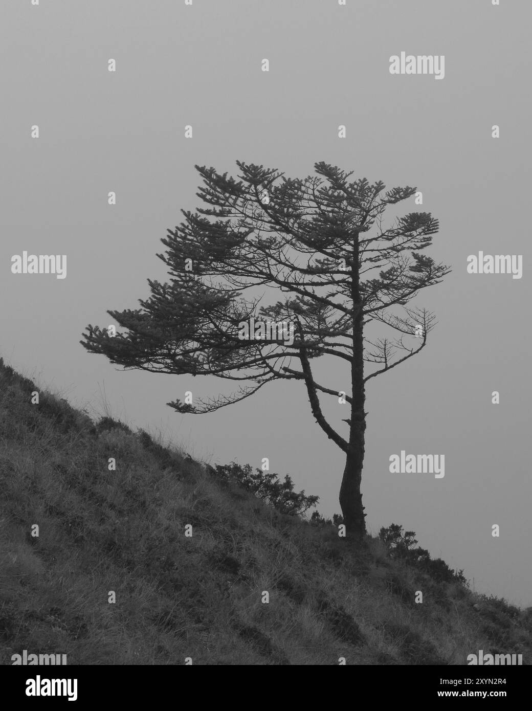 Weathered tree growing in 4000 meter altitude. Photographed in the ...