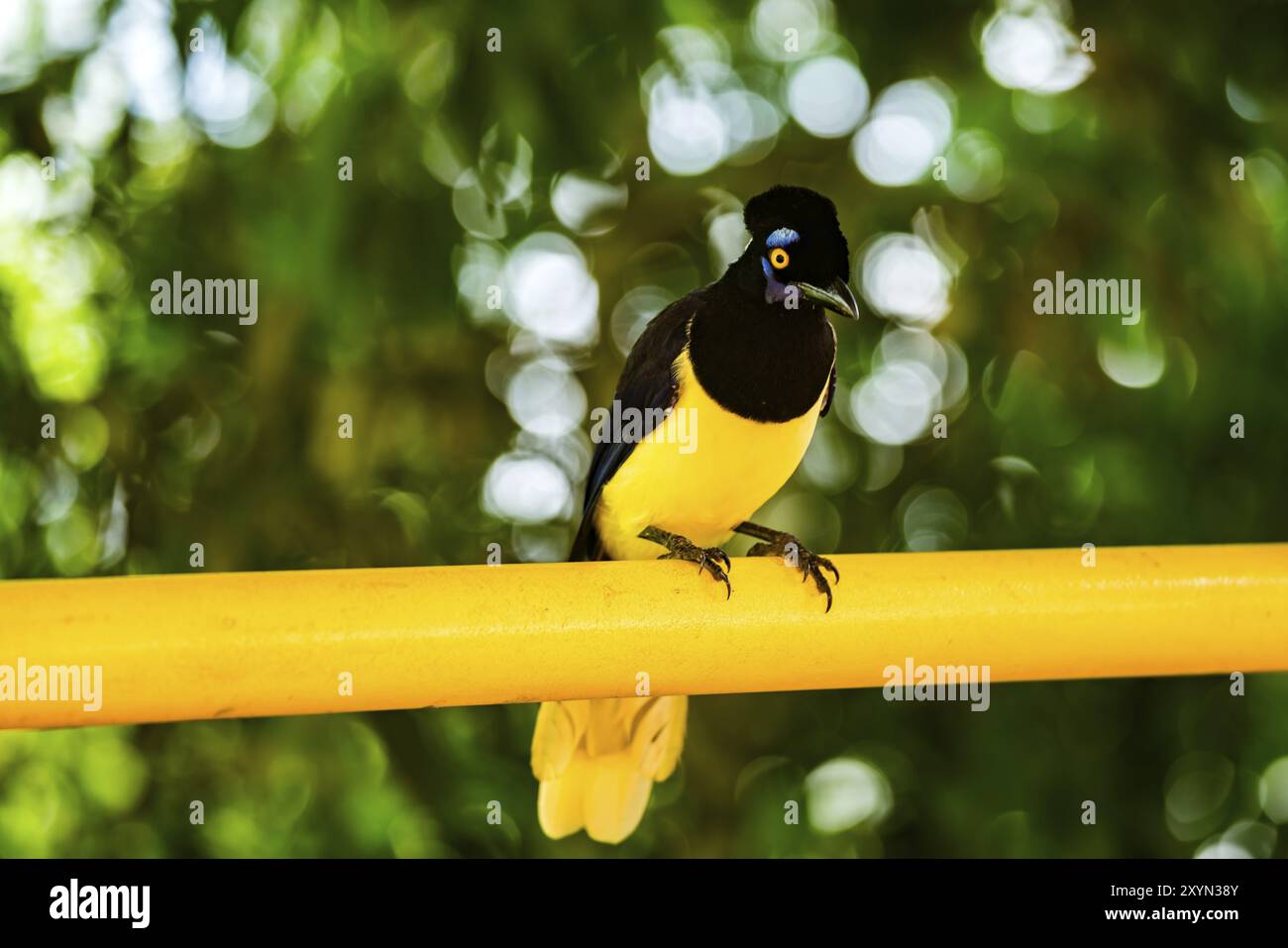 Plush-crested jay bird on the yellow material at the Brazilian side of ...