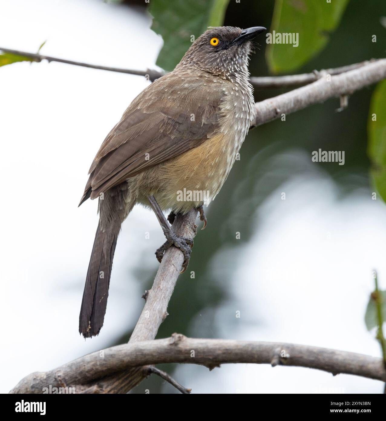 Raucous gangs of Arrow-marked Babblers travel in extended families in ...