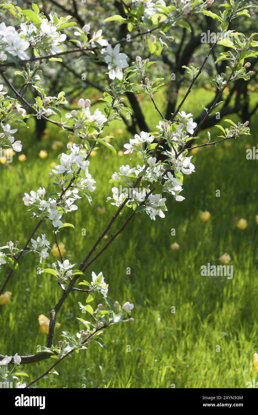 Blooming apple tree in spring in the garden full of fresh green Stock ...