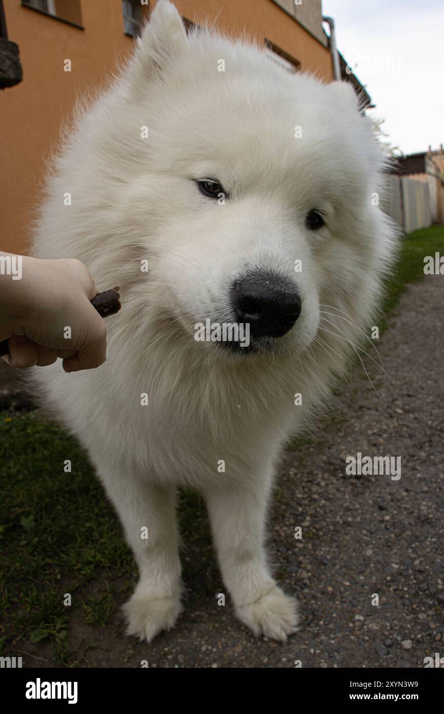 Samoyed eats dog treats from his owner's hand Stock Photo - Alamy