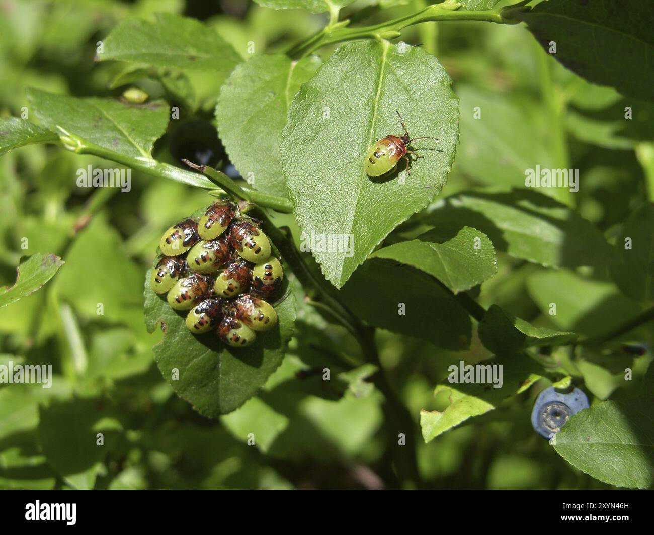 Bug nymphs hi-res stock photography and images - Alamy