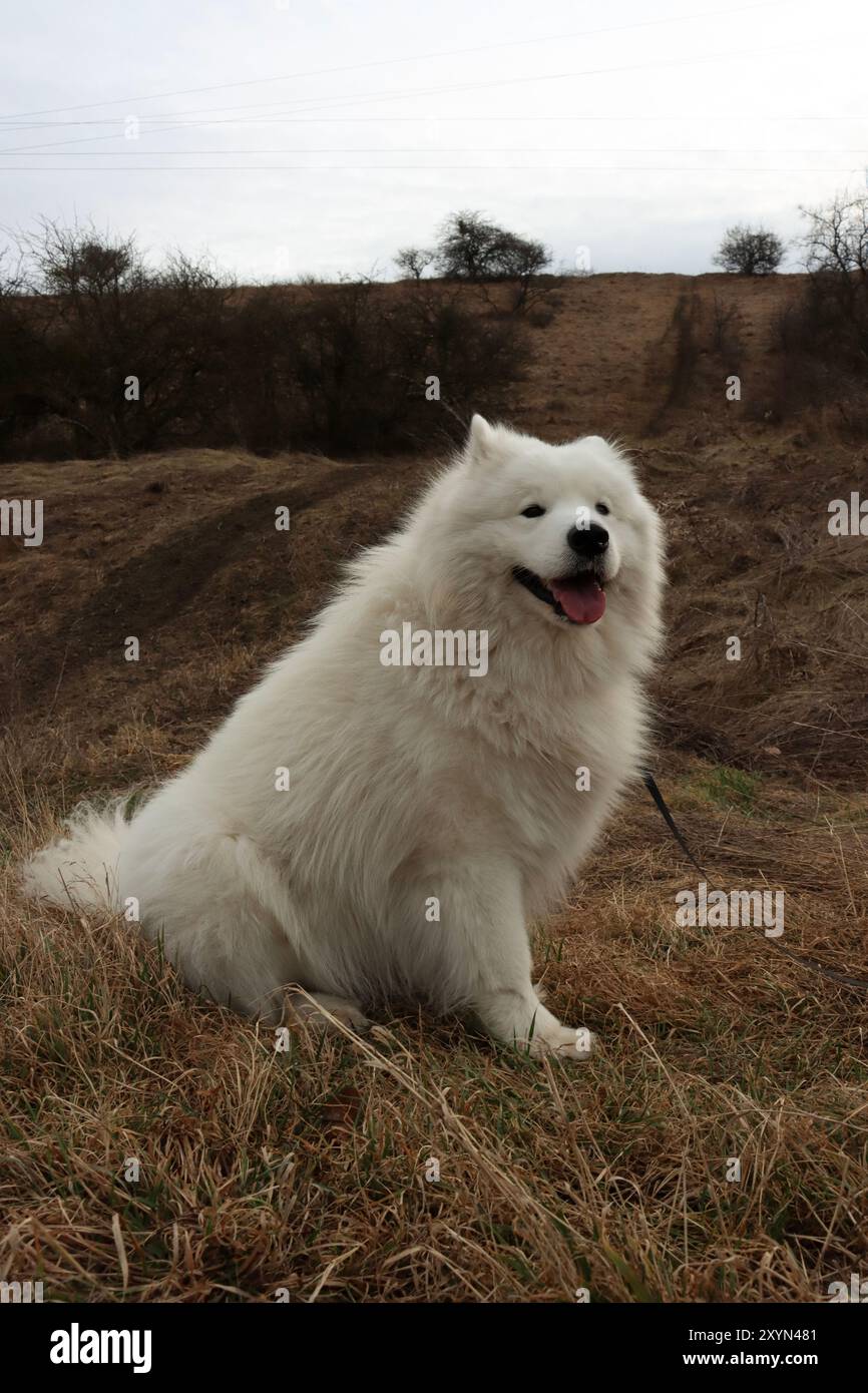 Bottom dog hi-res stock photography and images - Alamy