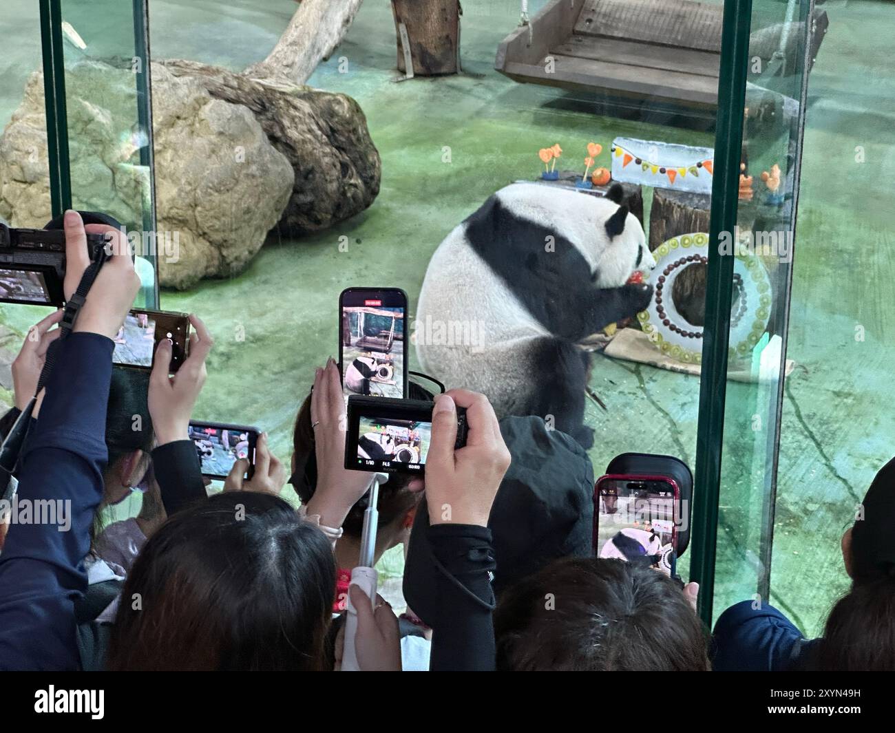 Taipei's Taiwan. 30th Aug, 2024. Giant panda Yuan Yuan enjoys a special ...