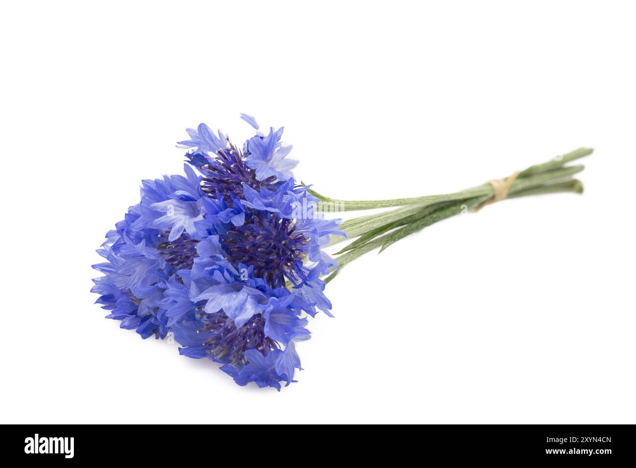 Centaurea asteraceae Cut Out Stock Images & Pictures - Alamy