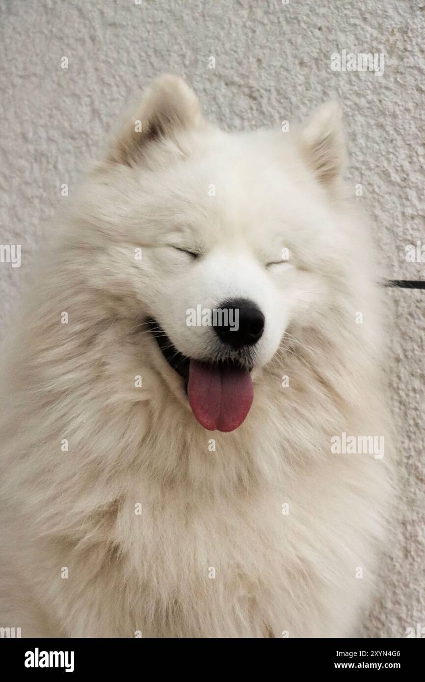 Samoyed portrait male dog hi-res stock photography and images - Alamy