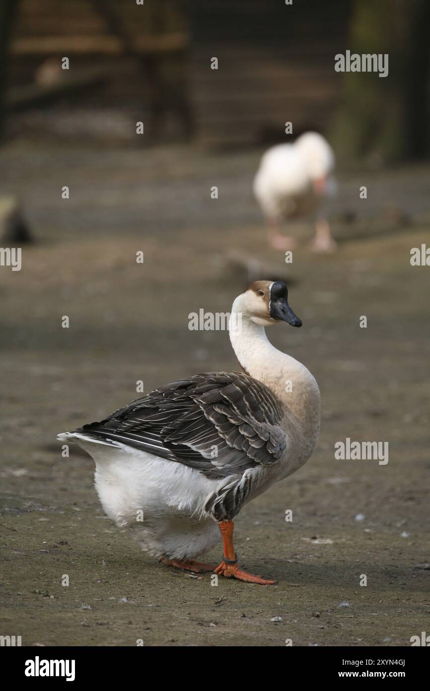 Domestic goose anser anser f domestica hi-res stock photography and ...