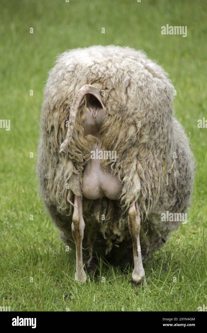 Sheep bum hi-res stock photography and images - Alamy